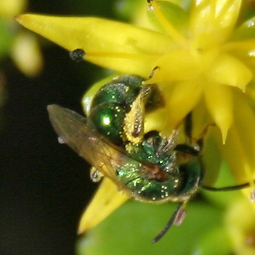 twenty pound tabby: More Colorado Native Bees
