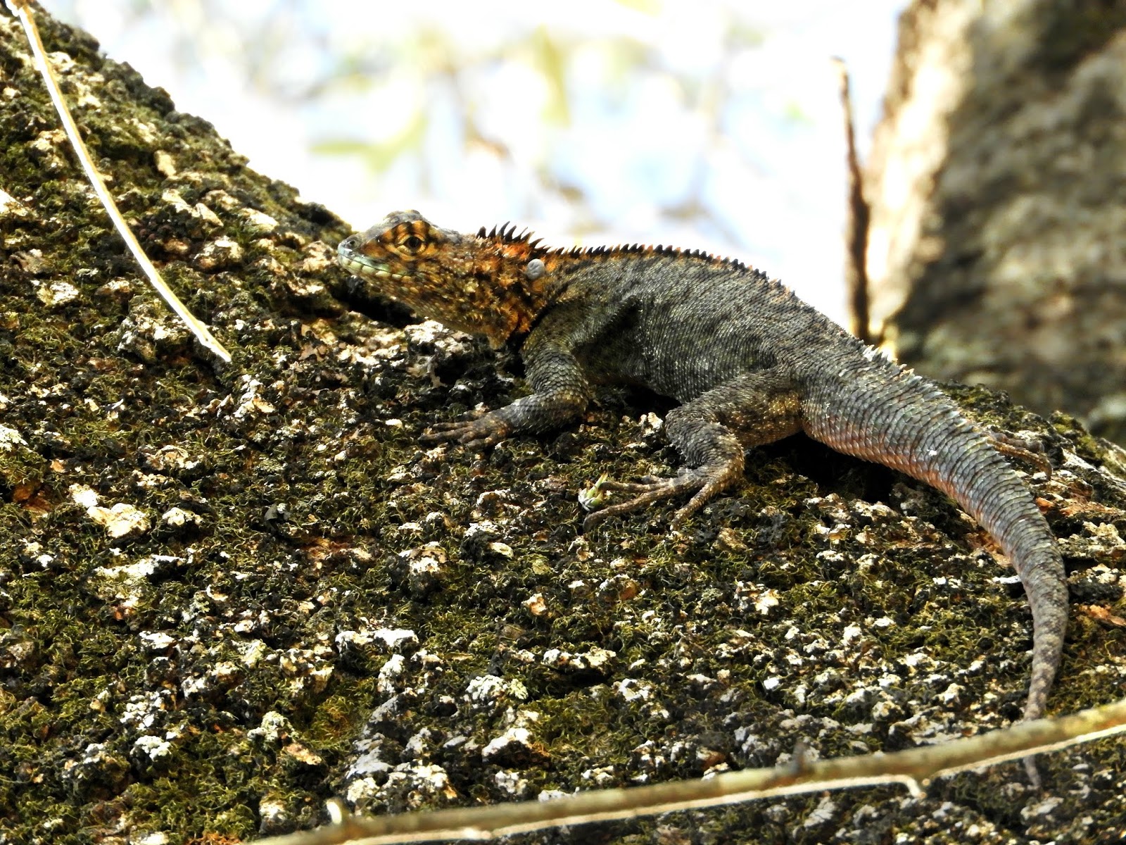 Reserva Natural Formosa: Ambientes, Flora y fauna
