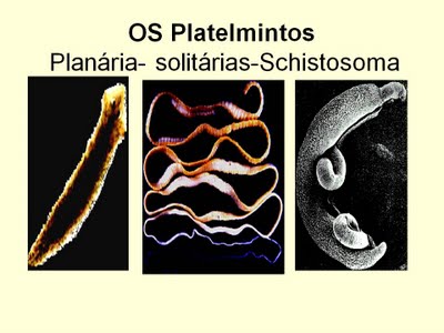 Os platelmintos