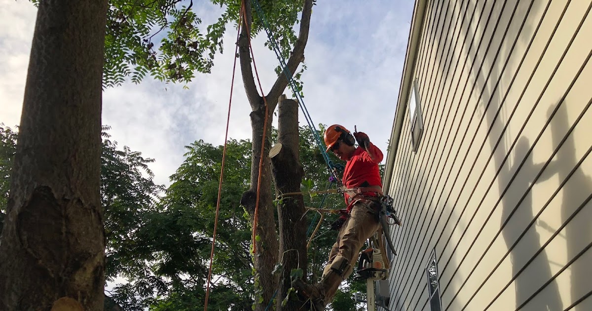 Tree Care in NJ: Tree Service Quote in NJ