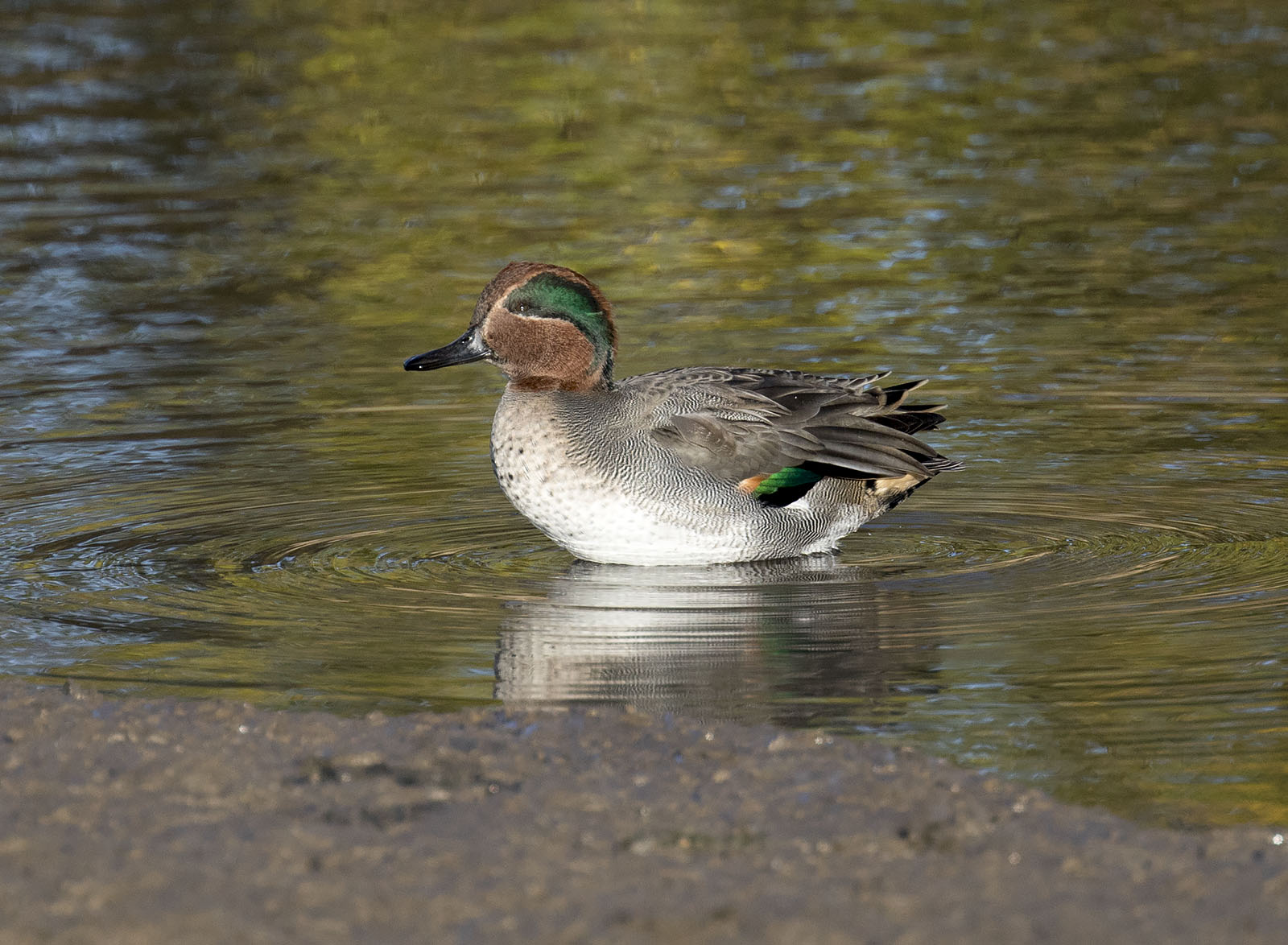 pewit: local waterfowl