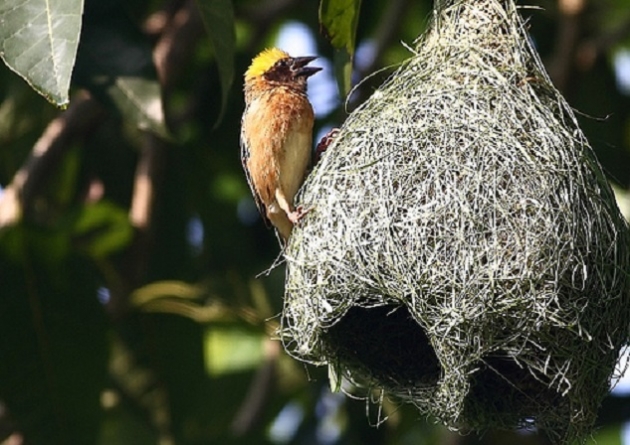 Flora Dan Fauna Dunia: Burung Tempua