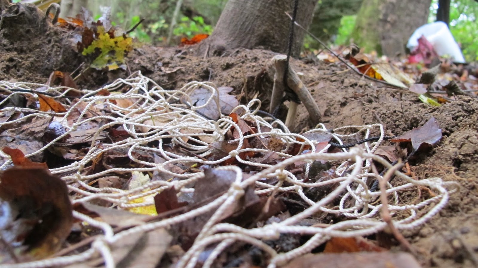 Woodland Wisdom: Survival Trapping