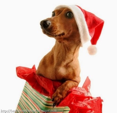 Feliz Navidad y 10 Perros Navideños | Blog Perro