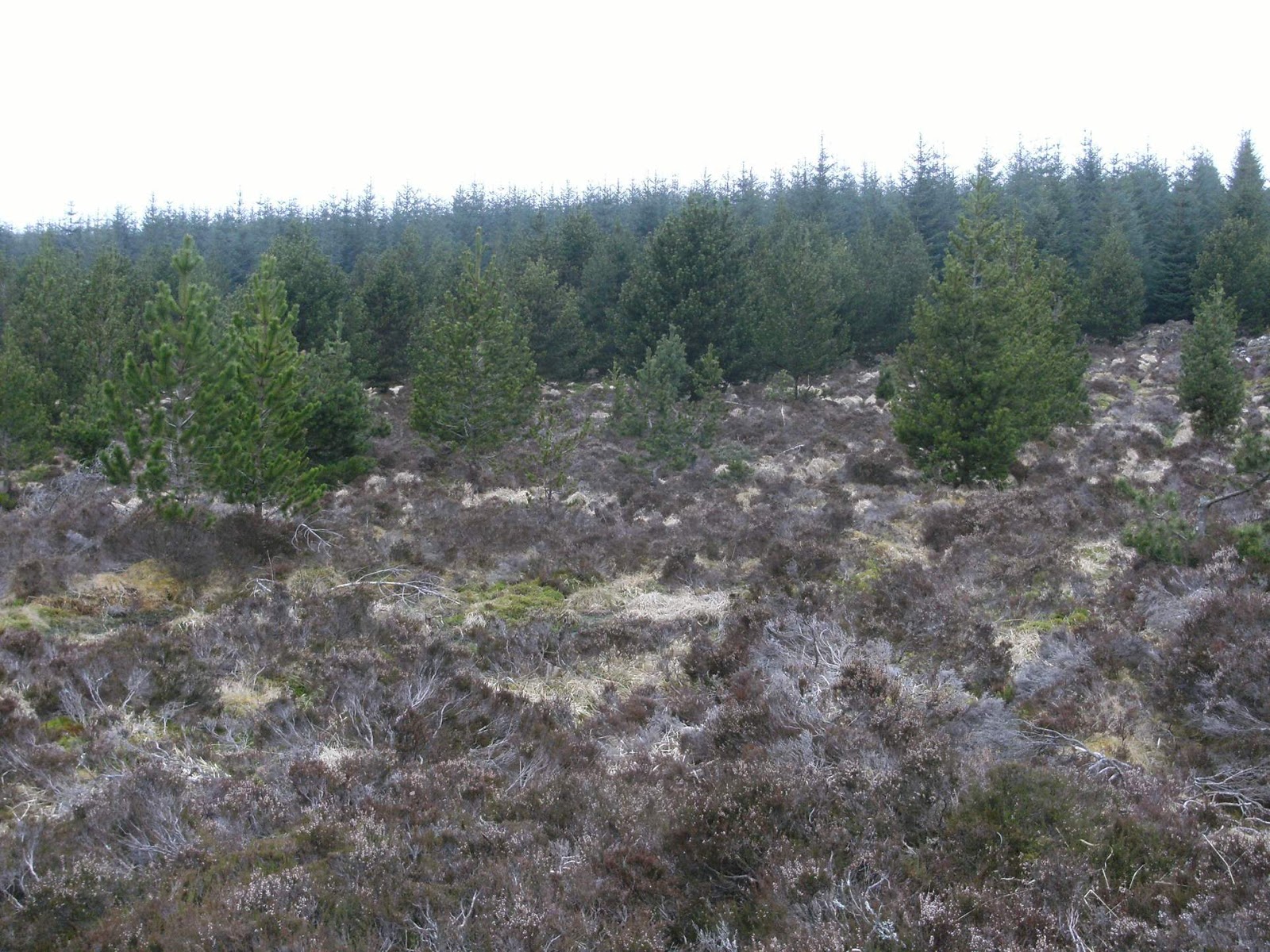 Stuart Marsden's Conservation Research Group: ‘Growing’ new habitat to ...