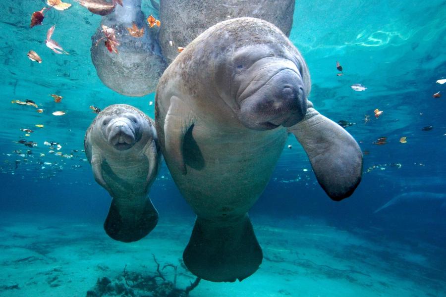 Biblioteca Lucila Negrón Acosta Escuela Sebastián Pabón Alves: Semana ...