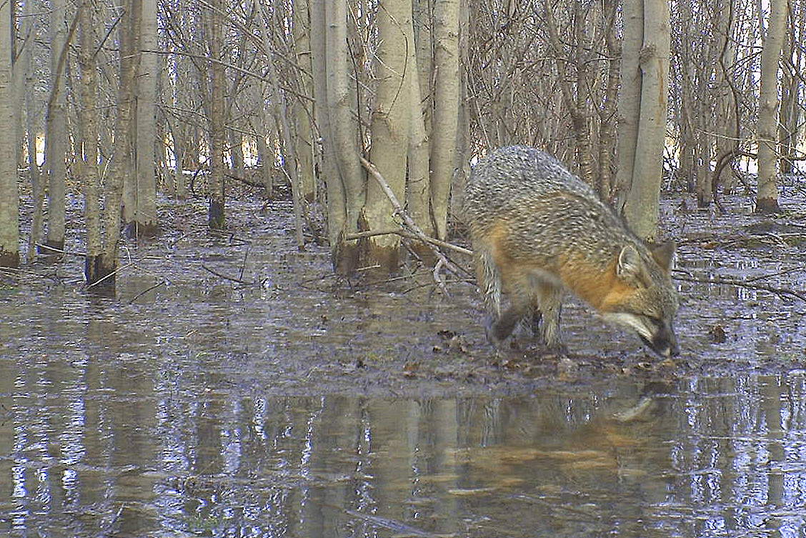 Backyard Beasts: Cache and Carry (or is it the other way around?)