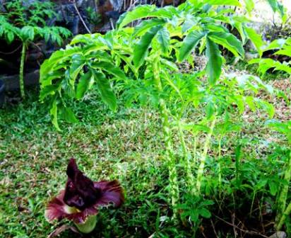 10 Khasiat Suweg Untuk Kesehatan dan Pengobatan | Khasiat