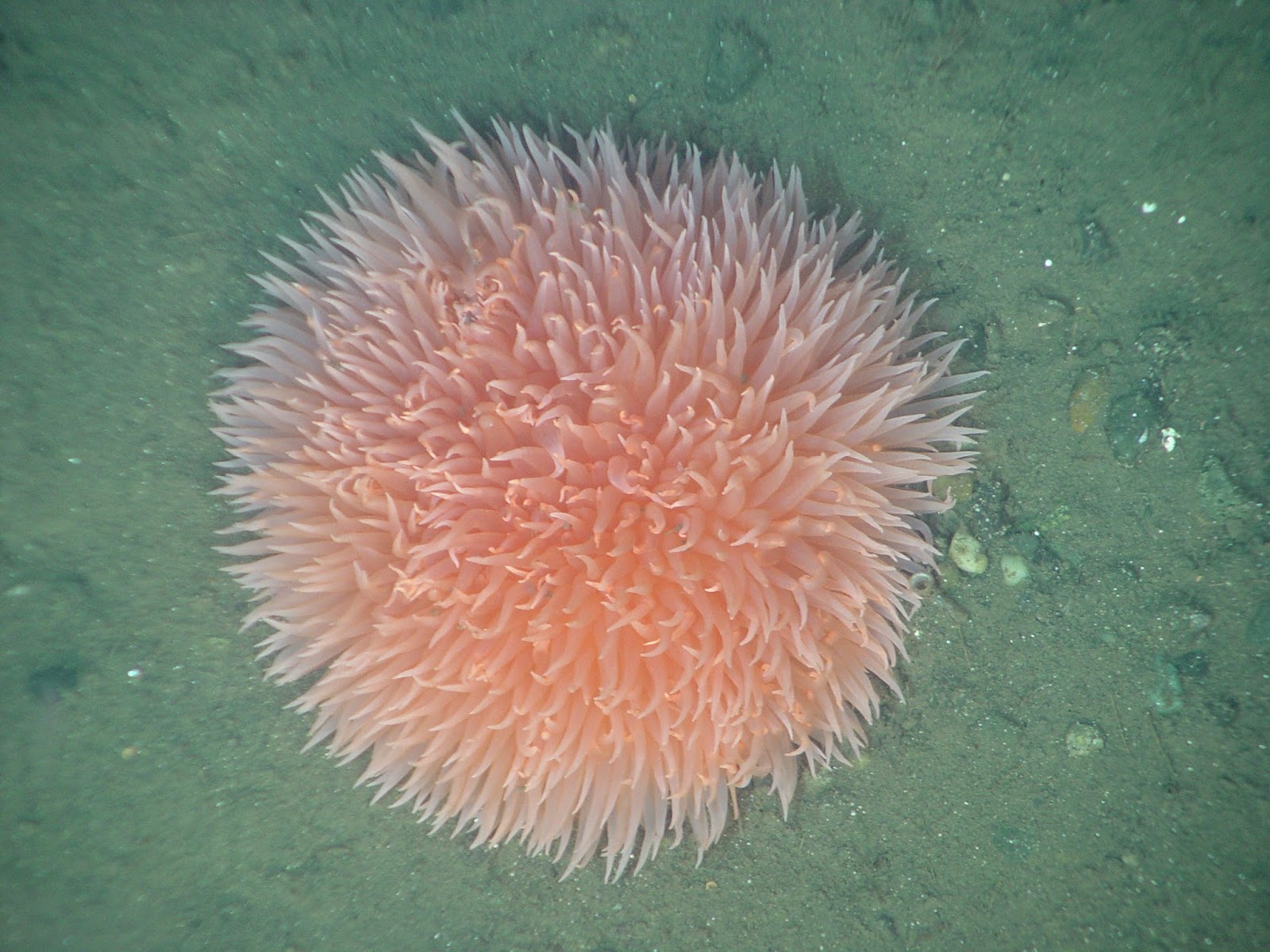 Real Monstrosities: Pompom Sea Anemone