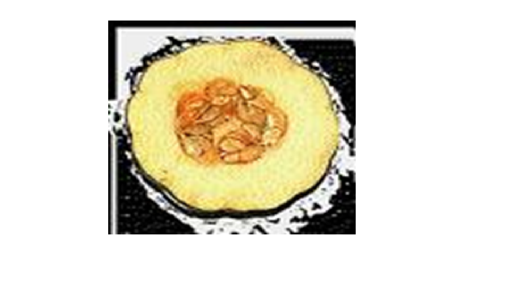 LA PLANTA: LOS FRUTOS