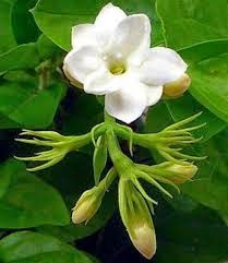 kinds of plants: Melati