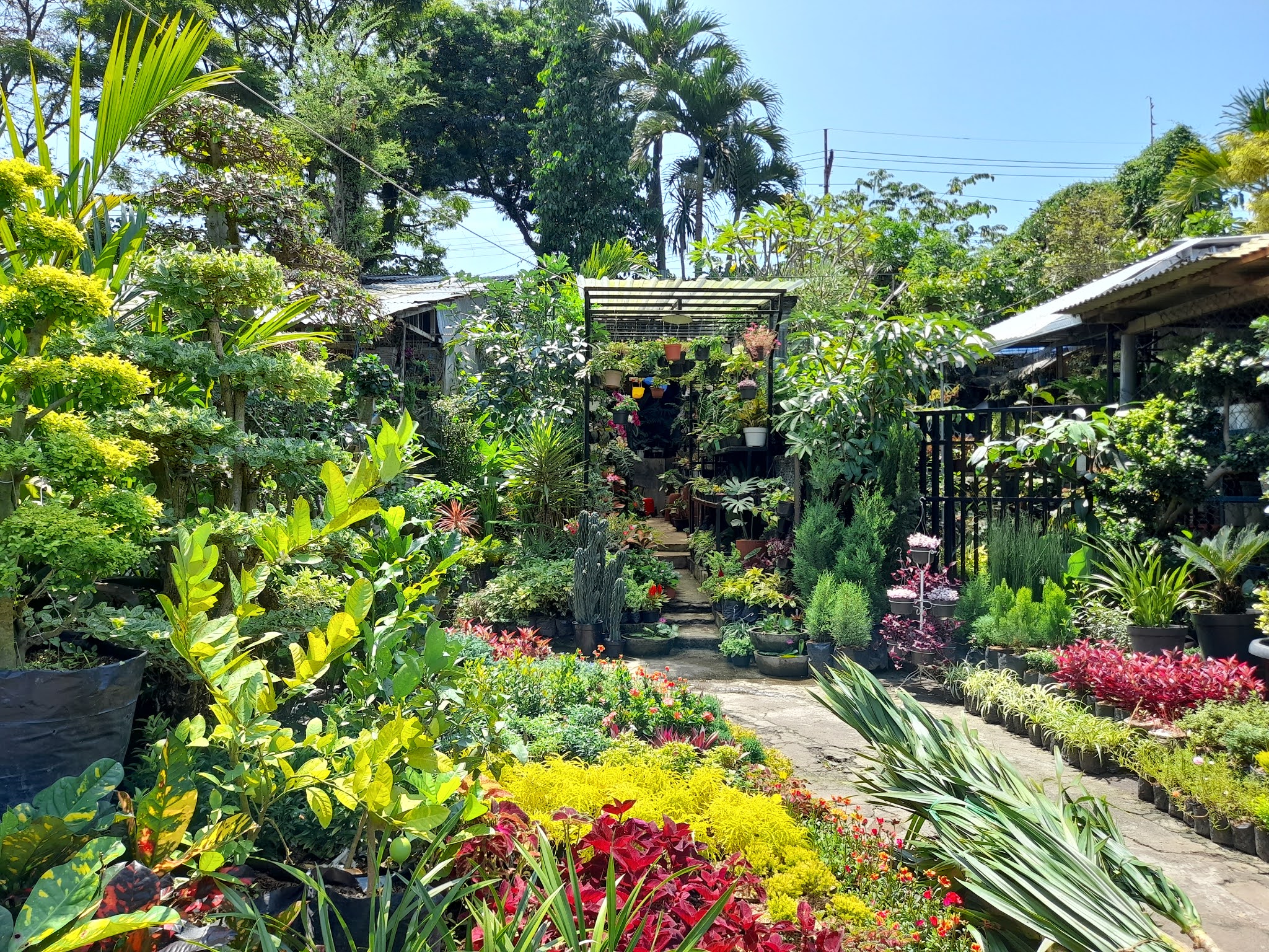 Wisataku di Pasar Bunga Splendid Kota Malang, Berikut Foto-fotonya ...