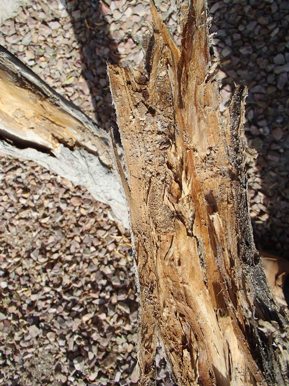 Xtremehorticulture of the Desert: 29 June 2014