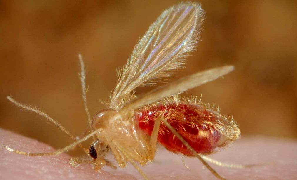 Kala-azar Visceral Leishmaniasis (VL) (NVBDCP) ~ Nursing Guru