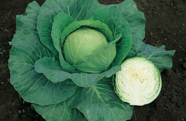 Cabbage (Repolyo) Cultivation Guide