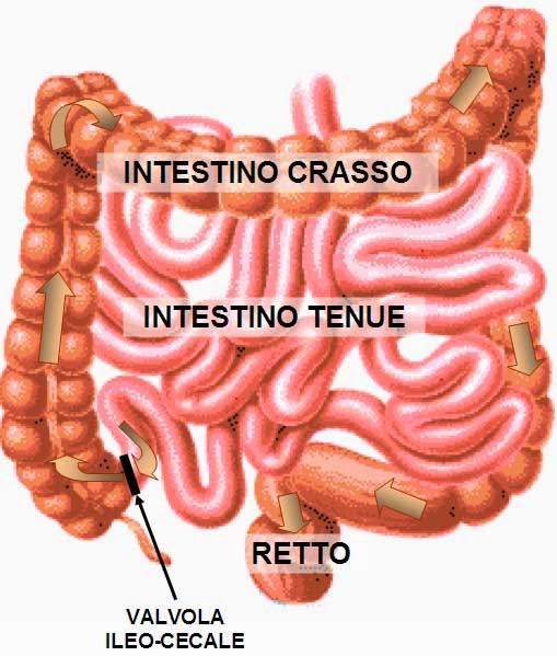 Valvola Ileocecale