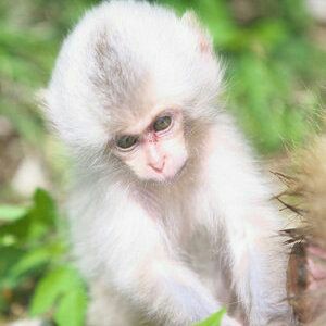 Beautiful white monkeies