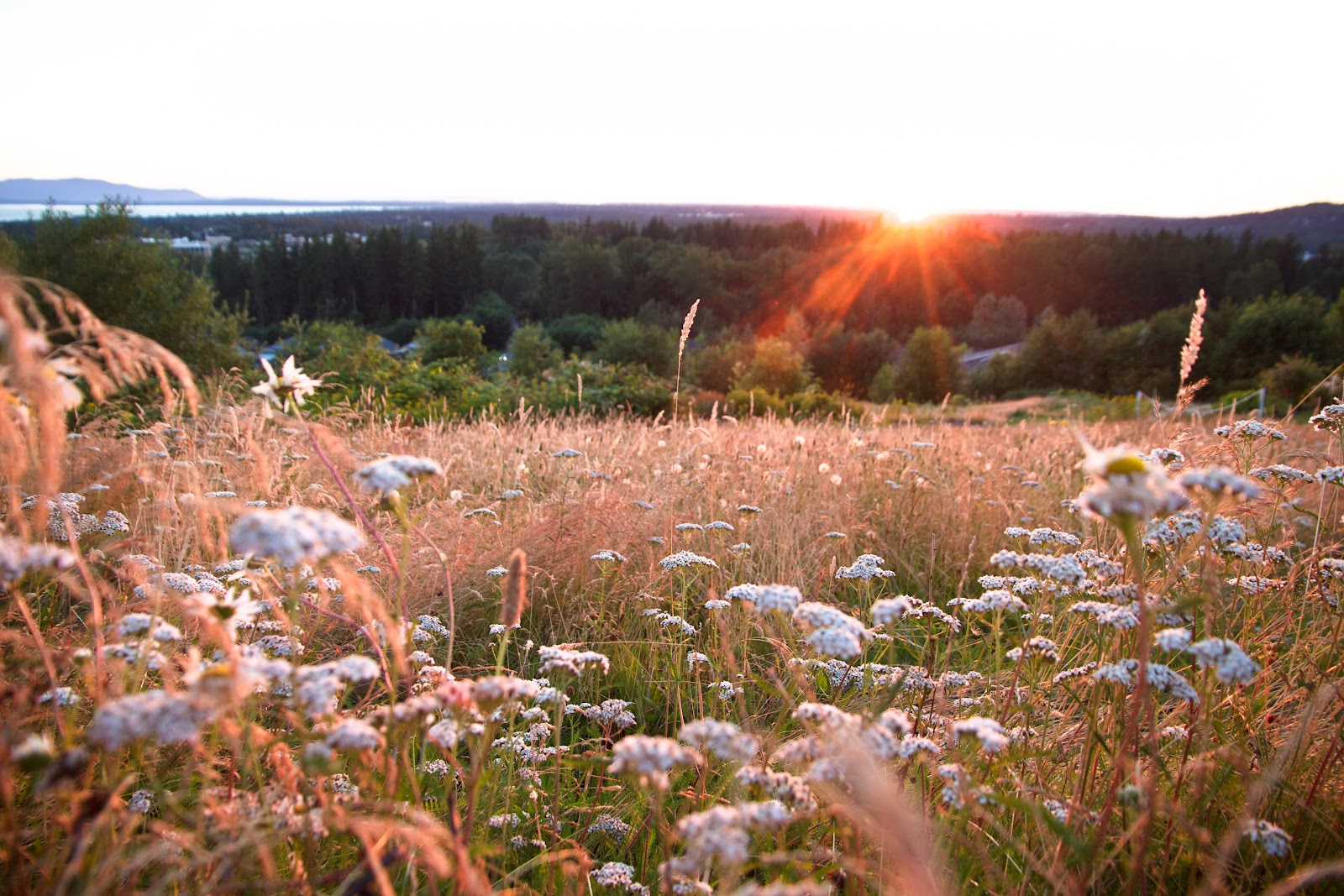 Kile: Bellingham: Forest Ridge