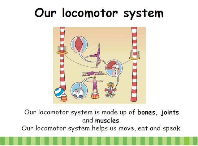 EL RINCÓN DE TERCERO : NATURAL SCIENCE. UNIT 3 Our Systems: Our ...