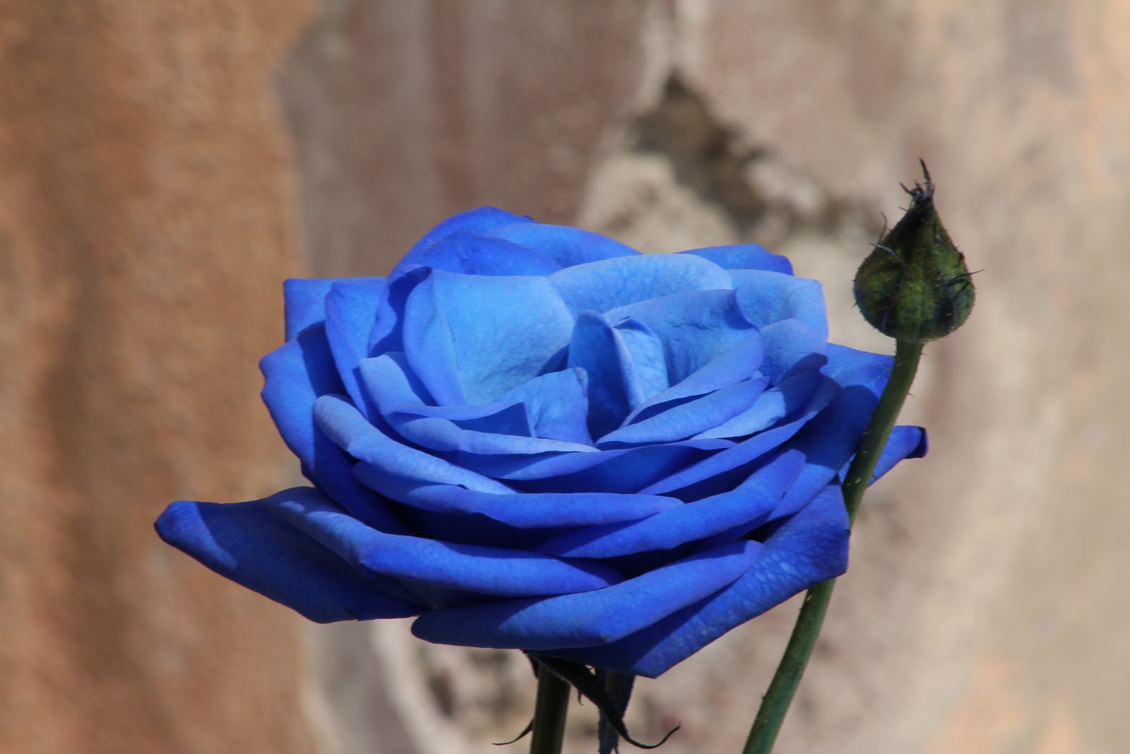 le meraviglie del mondo: IL SIGNIFICATO DEI FIORI : ROSA BLU