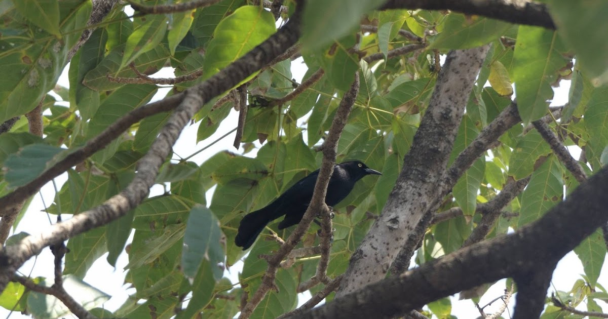 Biota Colombiana: Tordito Negro o Chango llanero