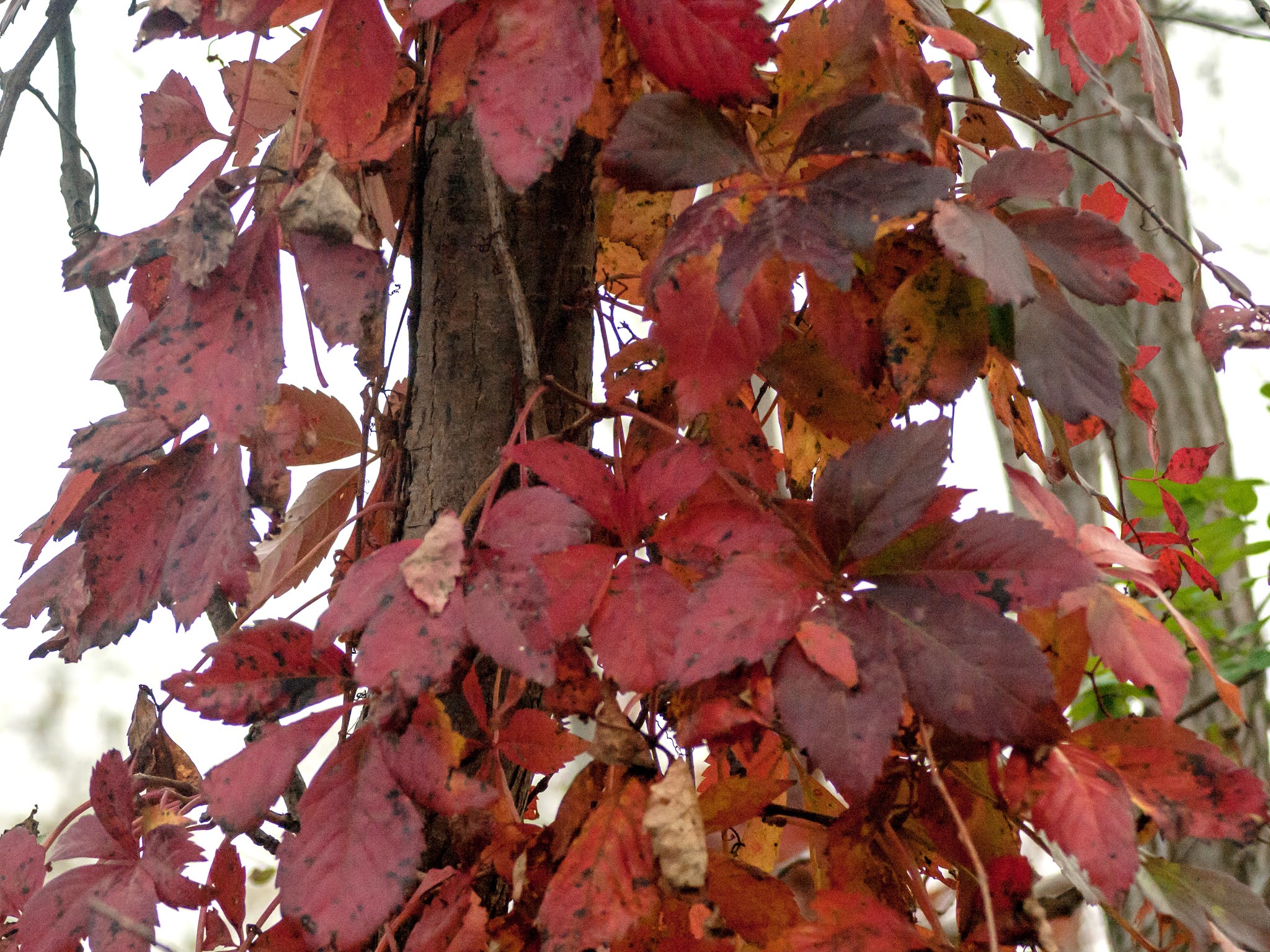 NEW SAVANNA Red Leaves new-savanna-red-leaves