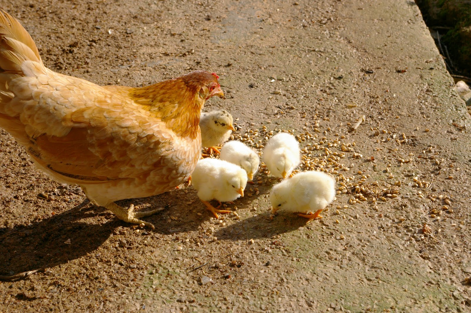 MILYUNCOLORES: Llega la primavera a casa