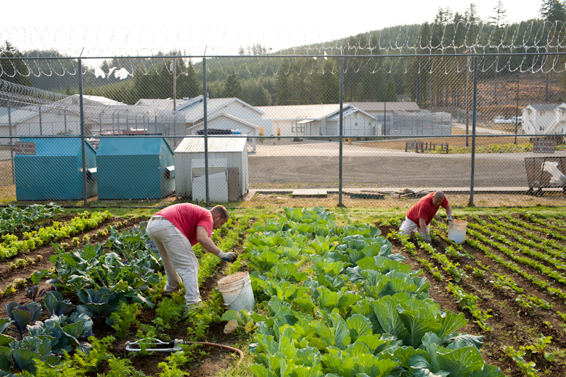 curiosities of change: Sustainable Prisons Project for The New York Times