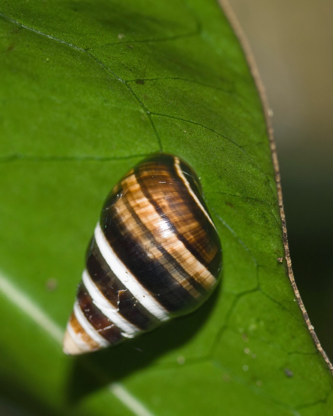 Hawaii Tree Snail at Quyen Elliott blog