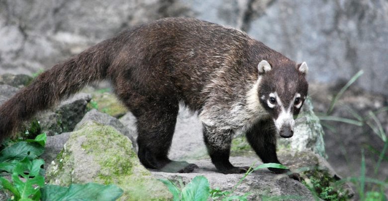 El pezote, es parte de la belleza natural