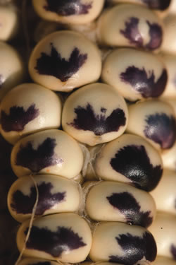 The Mid-America Mural Project