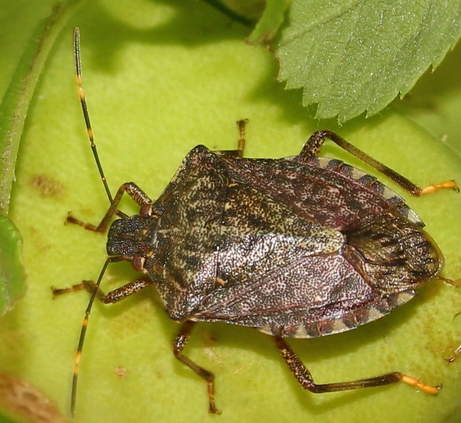 Springfield Plateau: Stink Bug Eggs