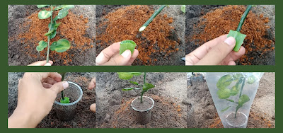 PERKEMBANGBIAKAN VEGETATIF BUATAN PADA TUMBUHAN - Iwan Ridwan