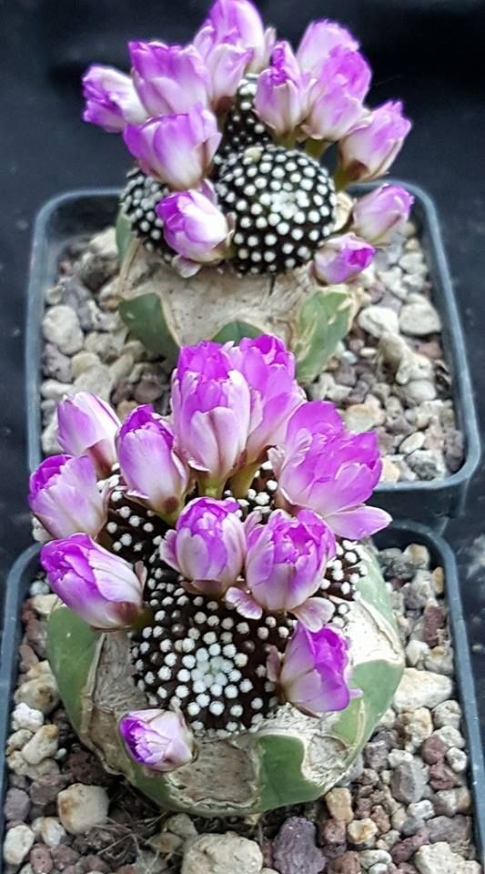 48 Cute Small Cactus Ideas To Maximize Your Interior Design | ARA HOME