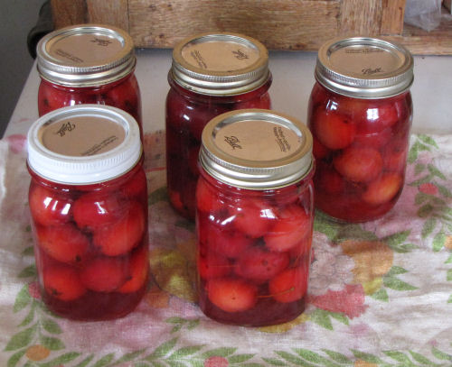 Grazing the Ditches: Pickled Crabapples
