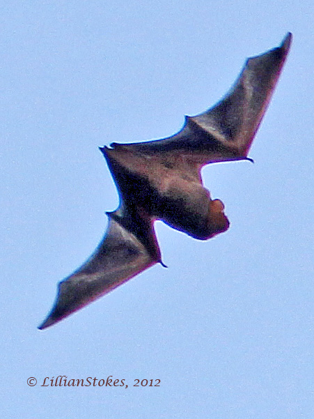 STOKES BIRDING BLOG: Eastern Red Bat photo in flight!