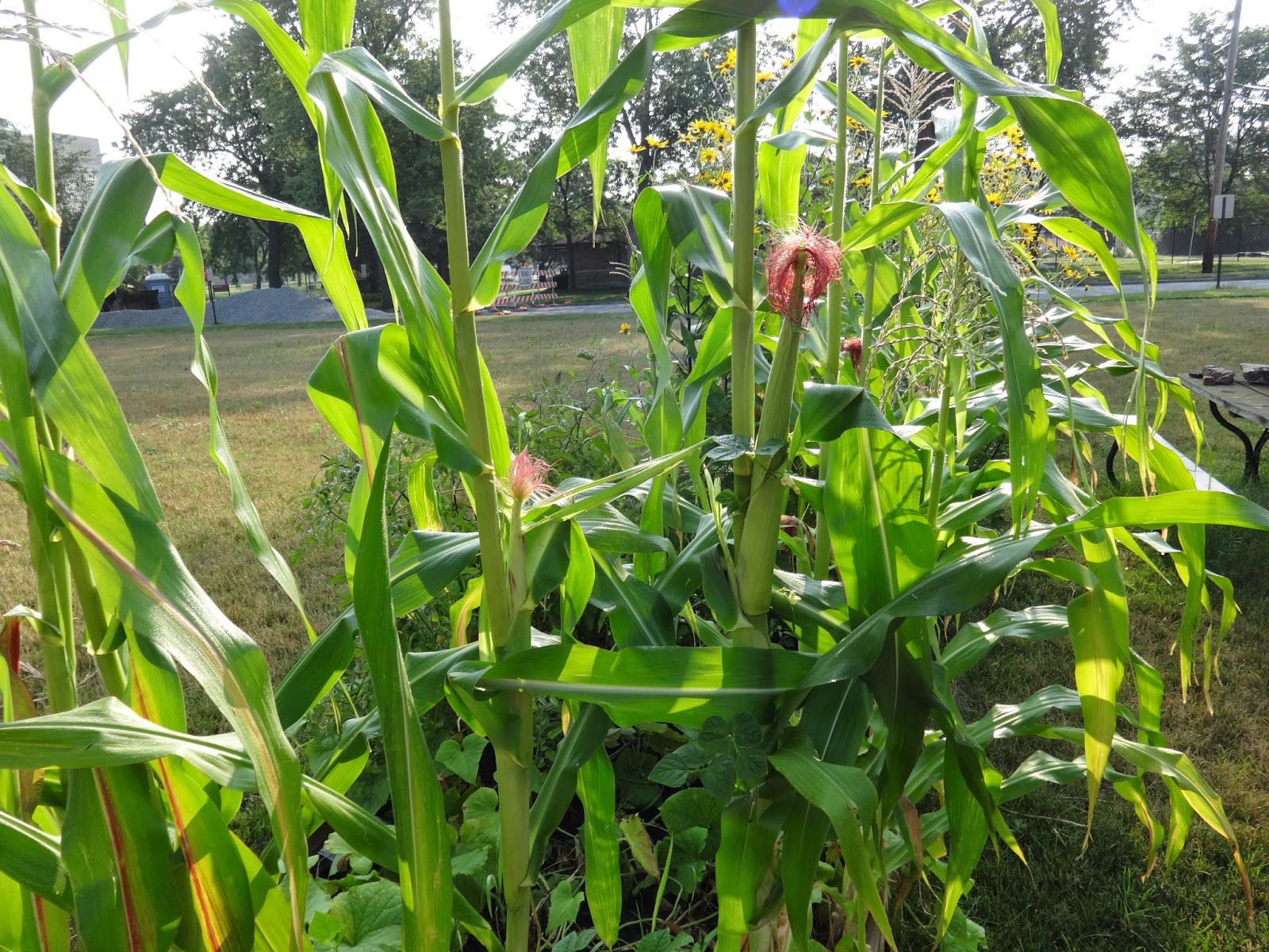 The Perennial Agriculturalist: maize