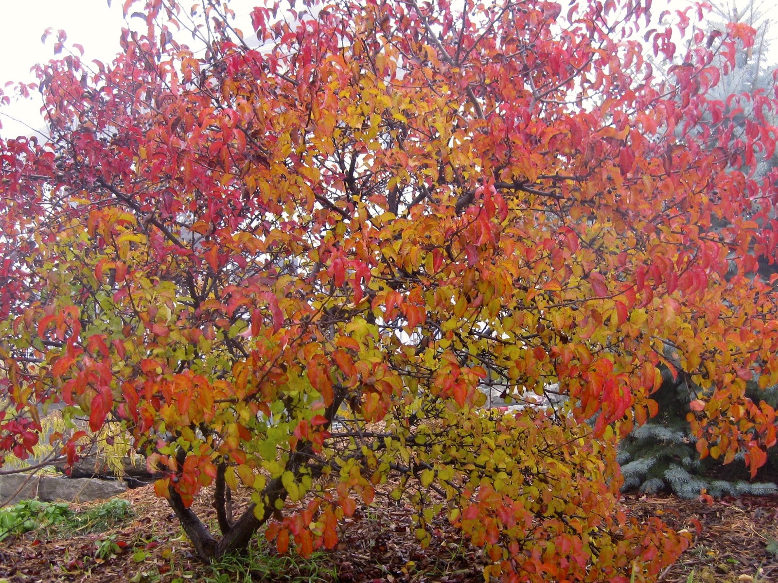 Think Global, Garden Local: Waterfall planting