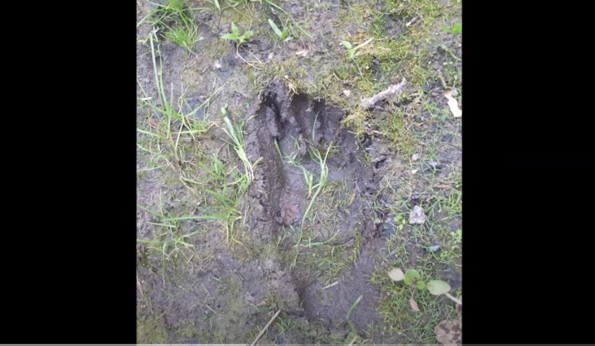 RMSO Bigfoot: Saskatchewan Sasquatch Evidence Video