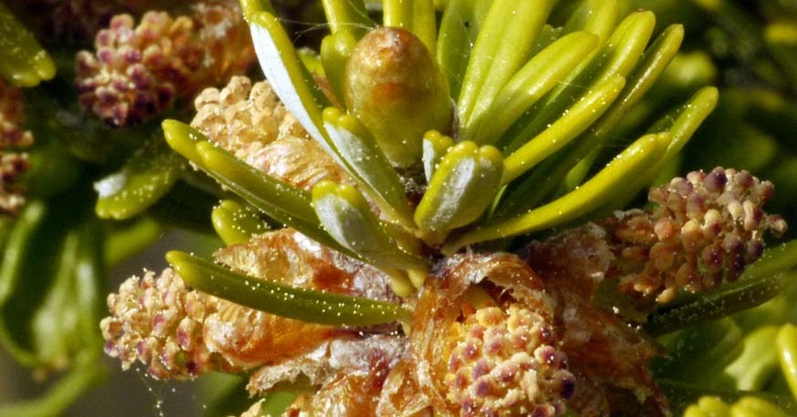 CABINET OF CURIOSITIES: Conifer pollen