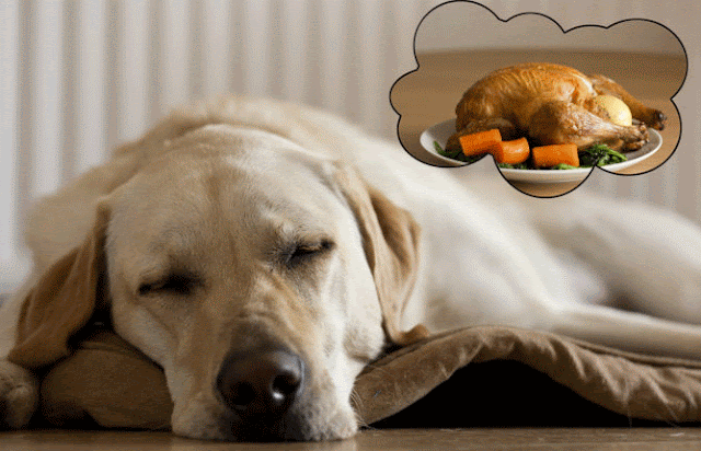 Can Dogs Eat Turkey? Is Turkey Good For Dogs