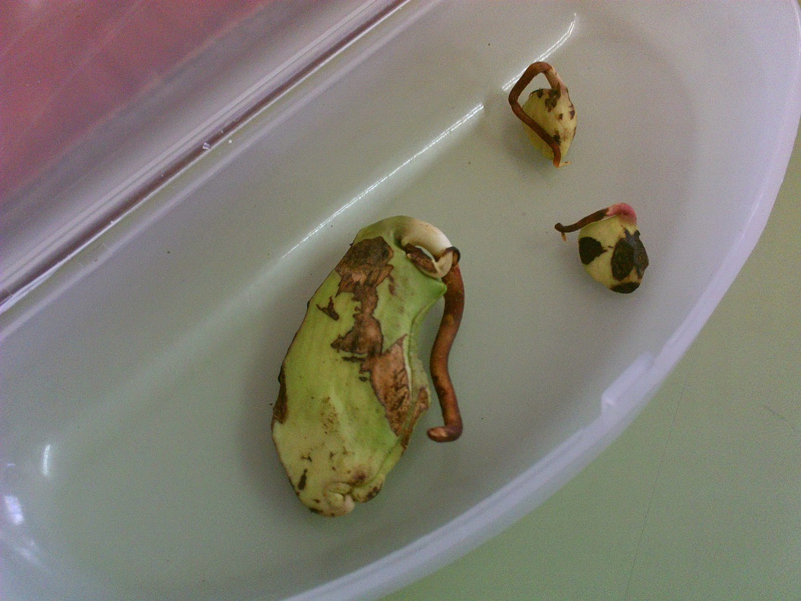 Manual del científico: Germinamos una semilla de mango