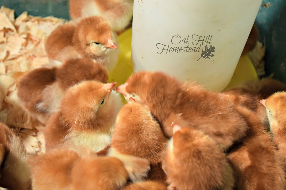 How to Raise (Brood) Baby Chicks - Oak Hill Homestead