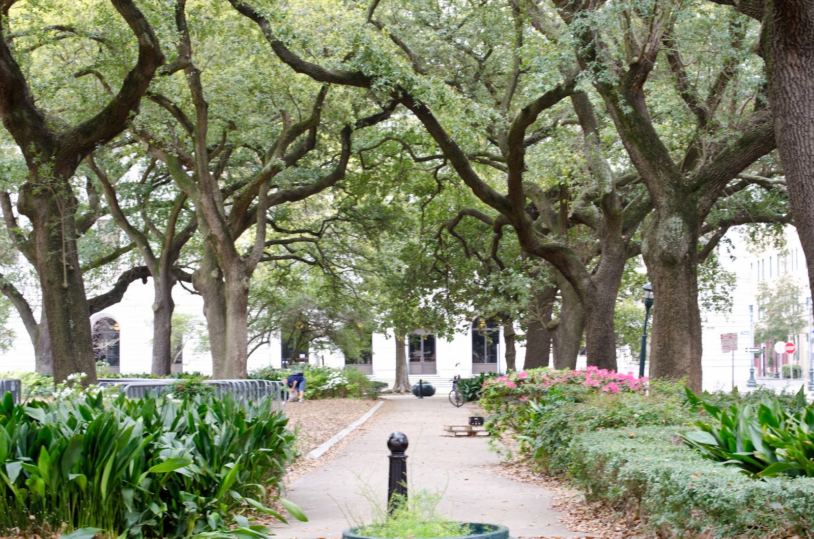 The Daily Distraction: New Orleans!