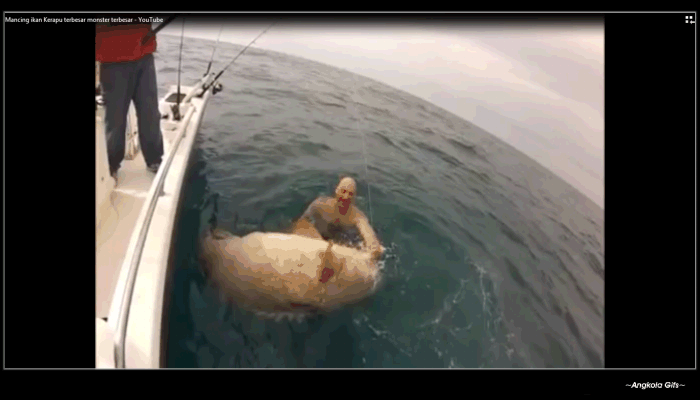 Galeri Pertanian / Perkebunan / Perikanan: Ikan Kerapu dan Asal Muasal ...