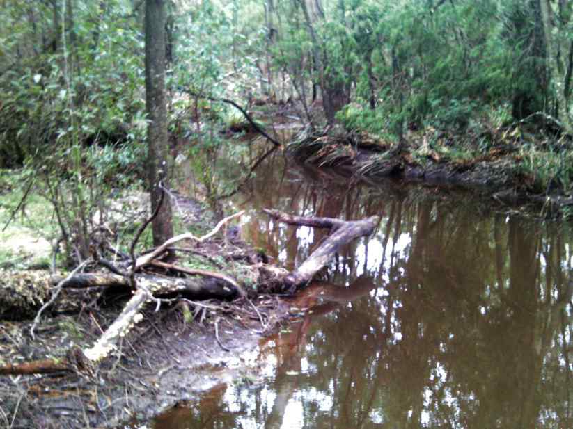 TRACKS, TRAILS AND COASTS NEAR MELBOURNE : Exploring Tonimbuk - Bunyip ...
