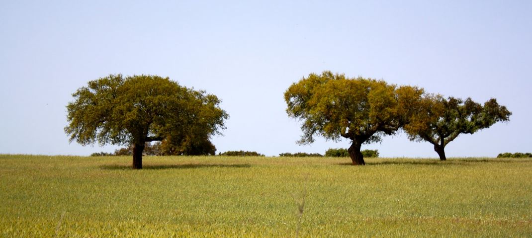 Montado | Ecossistema Criado pelo Homem