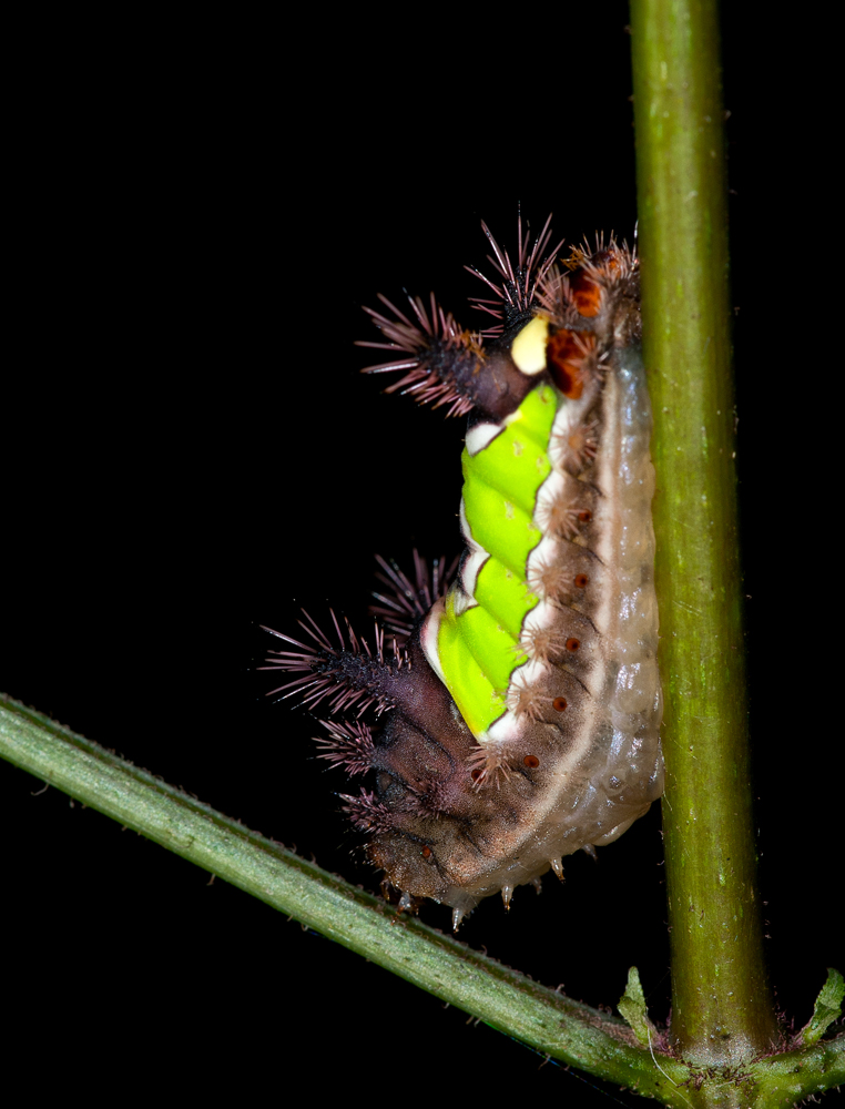 Field Biology in Southeastern Ohio: Stinging Slug Caterpillars, OUCH!!