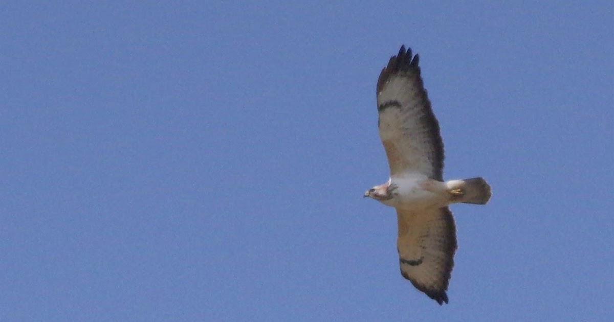 Birds of the Heath: Beautiful Buzzard