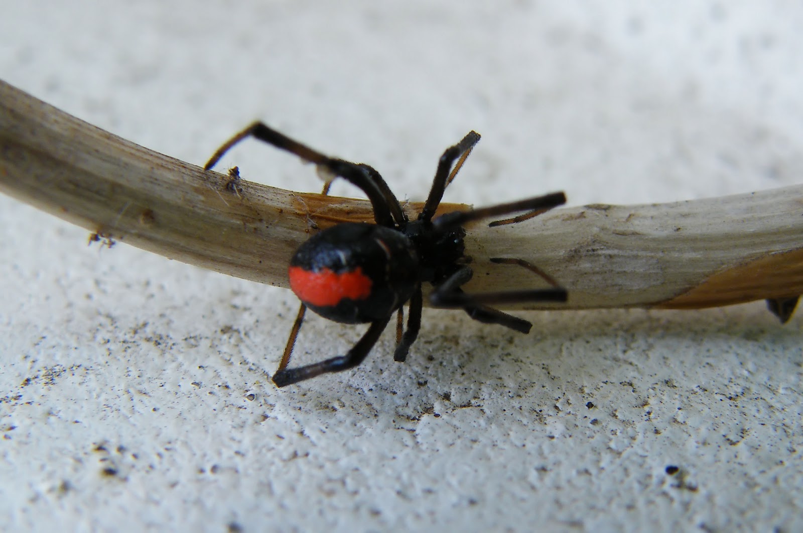 Redback Spider Information And Latest Wallpapers 2013 | Top hd animals ...